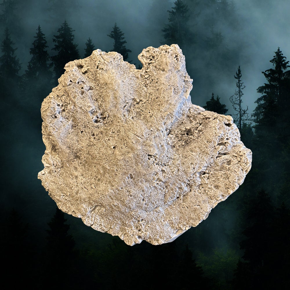 2014 Goliath Hand Cast - Tom Shay | North American Bigfoot Center